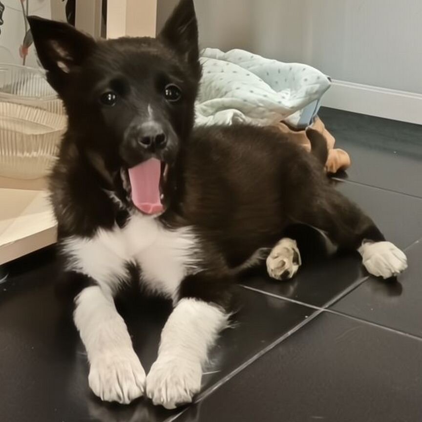 Лайка, щенок