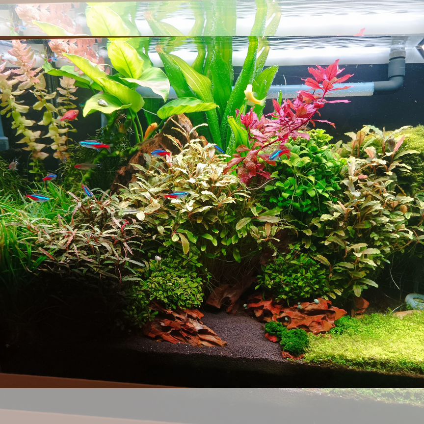 Буцефаландры, куба, мини анубиас