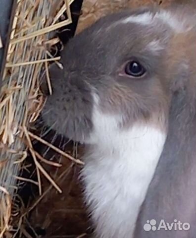 Крол породы французкий баран