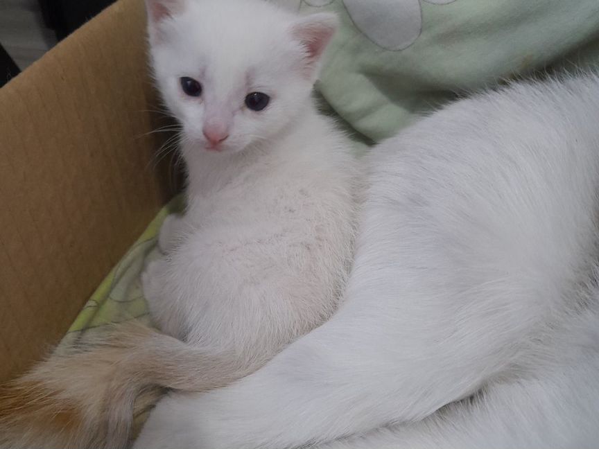 Отдам кошечку 1мес