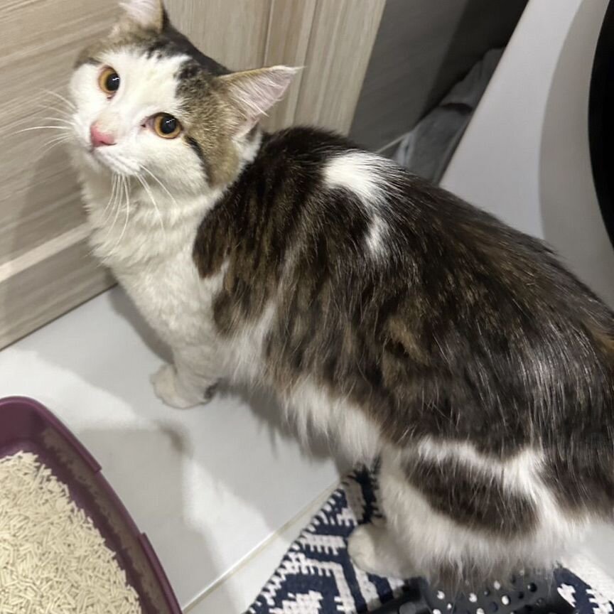 Котёнок в добрые руки