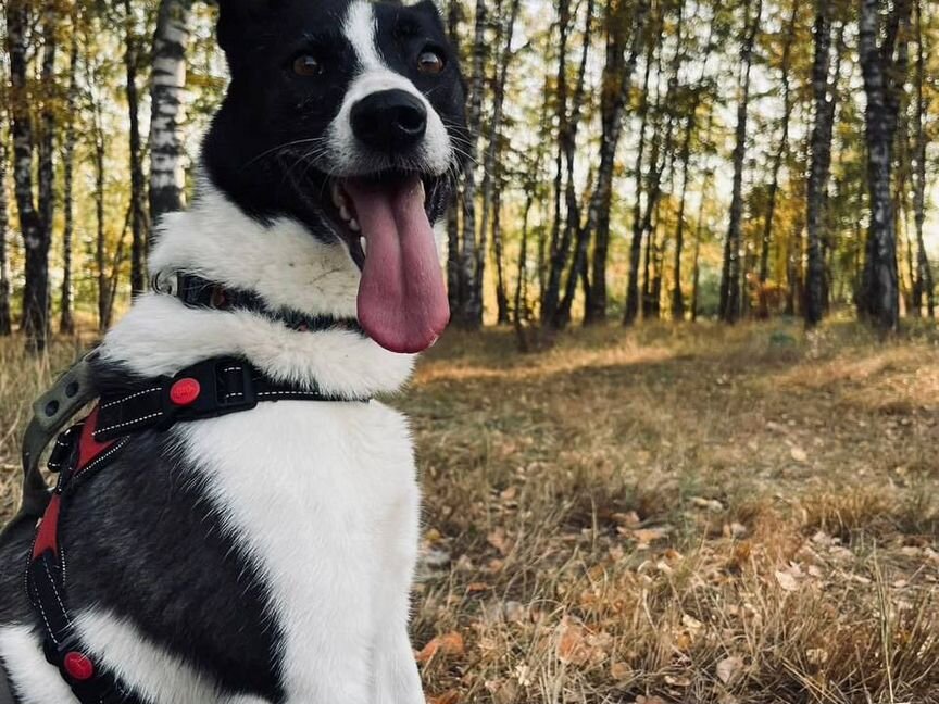 Нежня Адель ждет вас в приюте Некрасовка