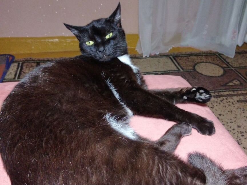 Котик Кеша ищет дом