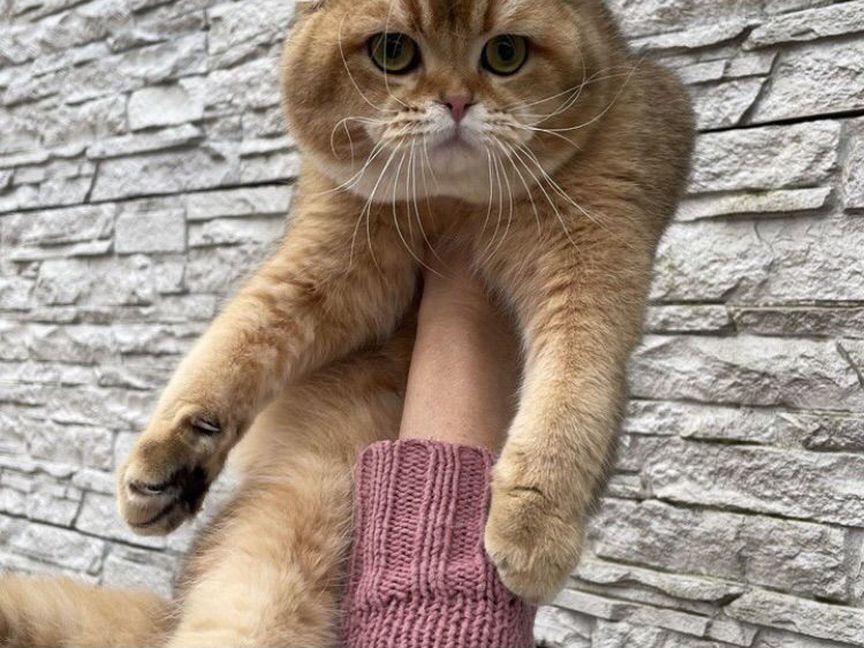 Шотландский вислоухий котик на вязку