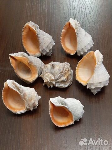 Ракушка рапан