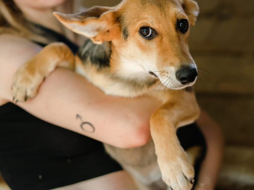 Крекер-дете сладко-пушистое ищет дом