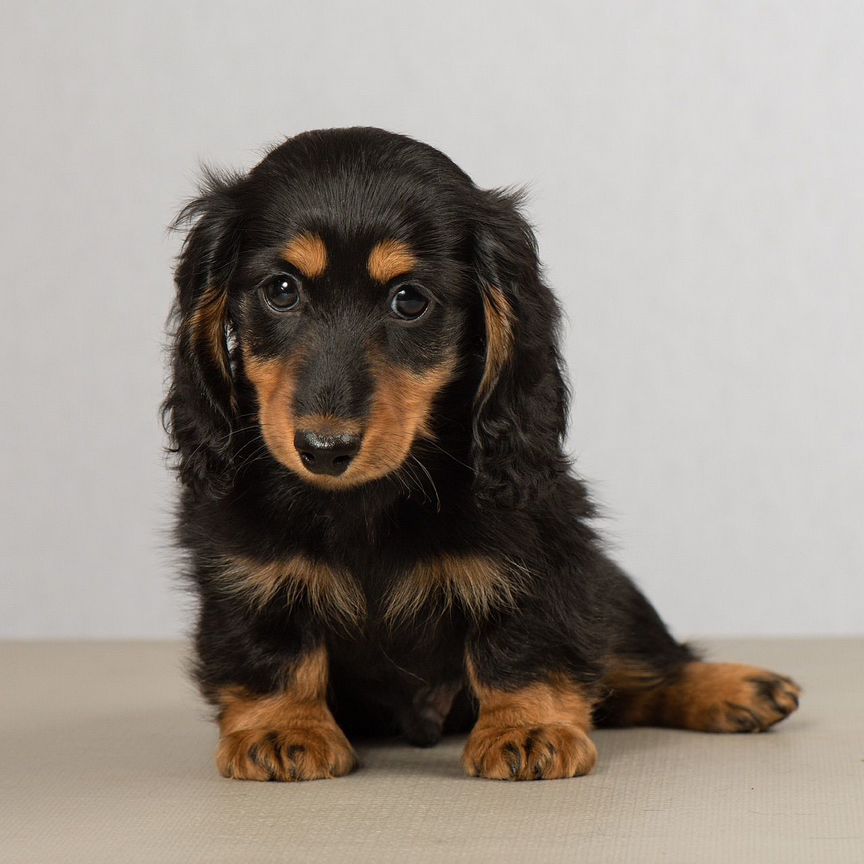 Такса, щенок