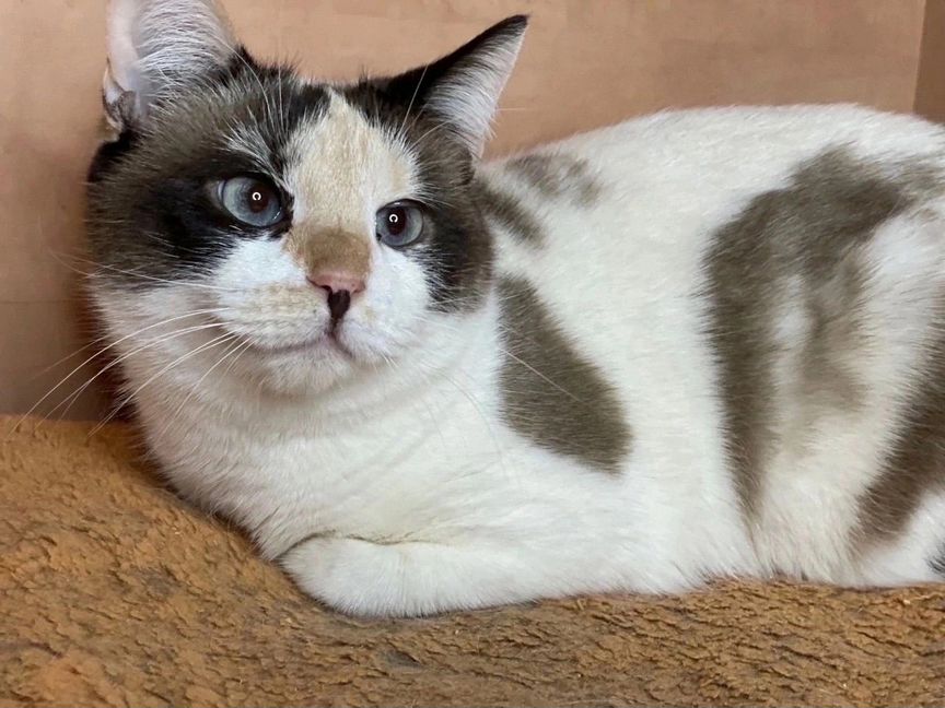 Кошечка изет дом