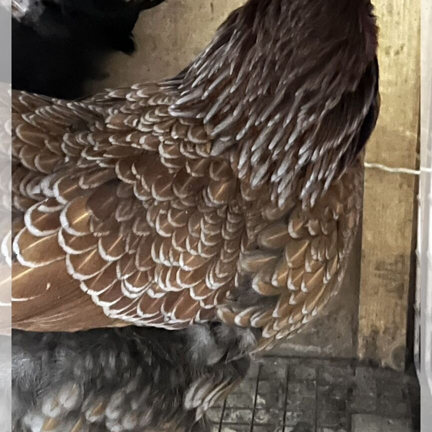 Куры виандот молодки