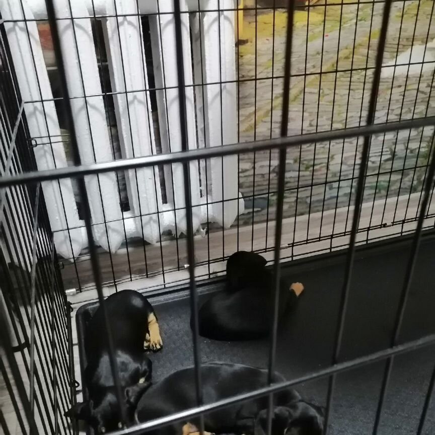 Продам щенков порода такса