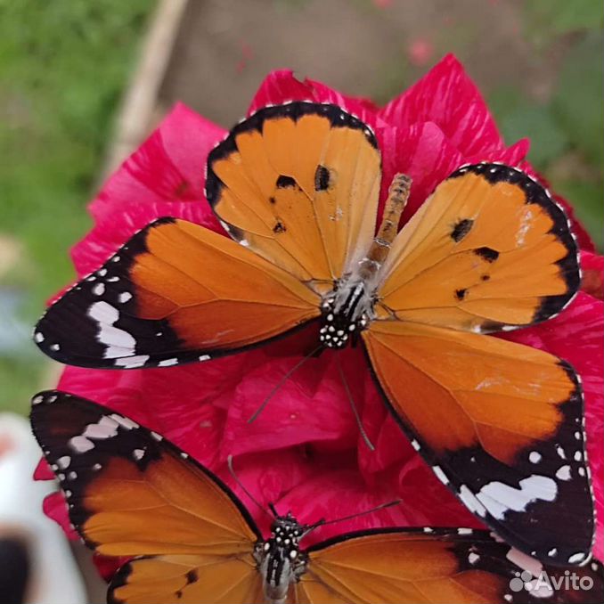 Бабочки из мини-фермы