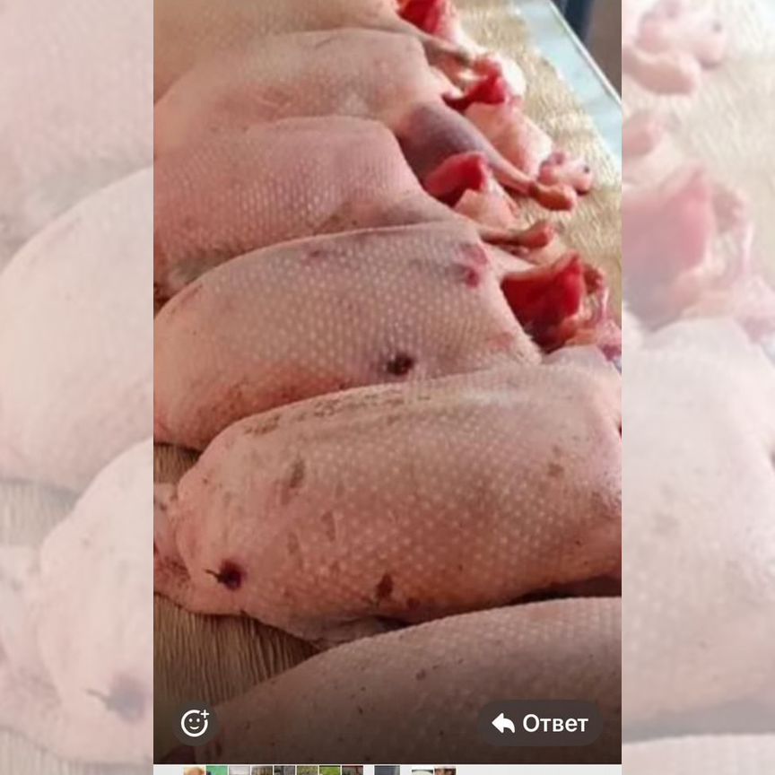 Гашгалдах (Азербайджанская птица)