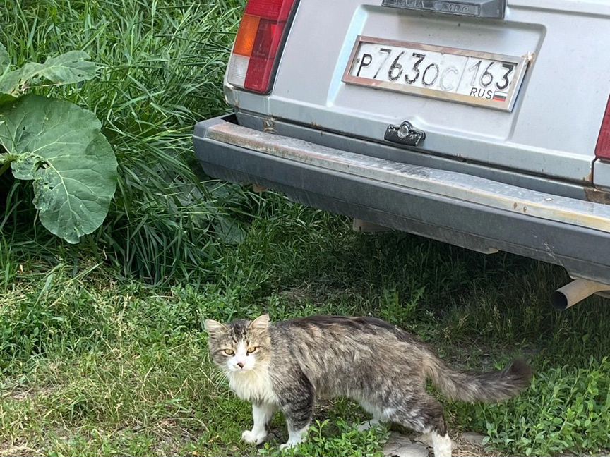 Моцарт котяра