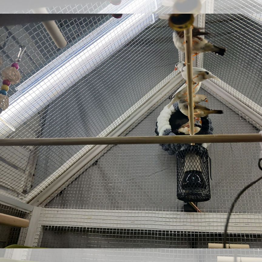 Зебровые амадины