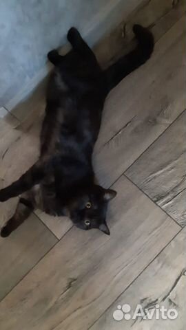 Кошка