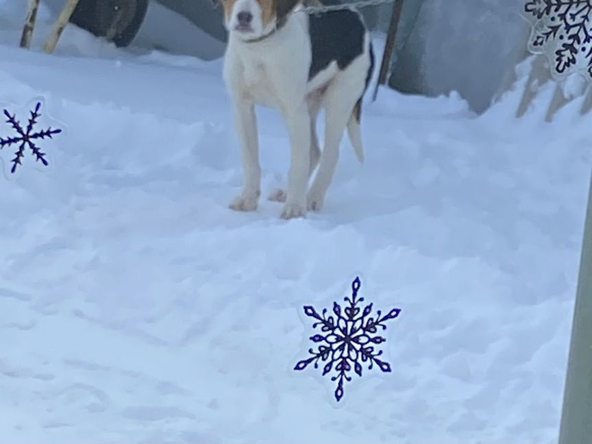 Собака