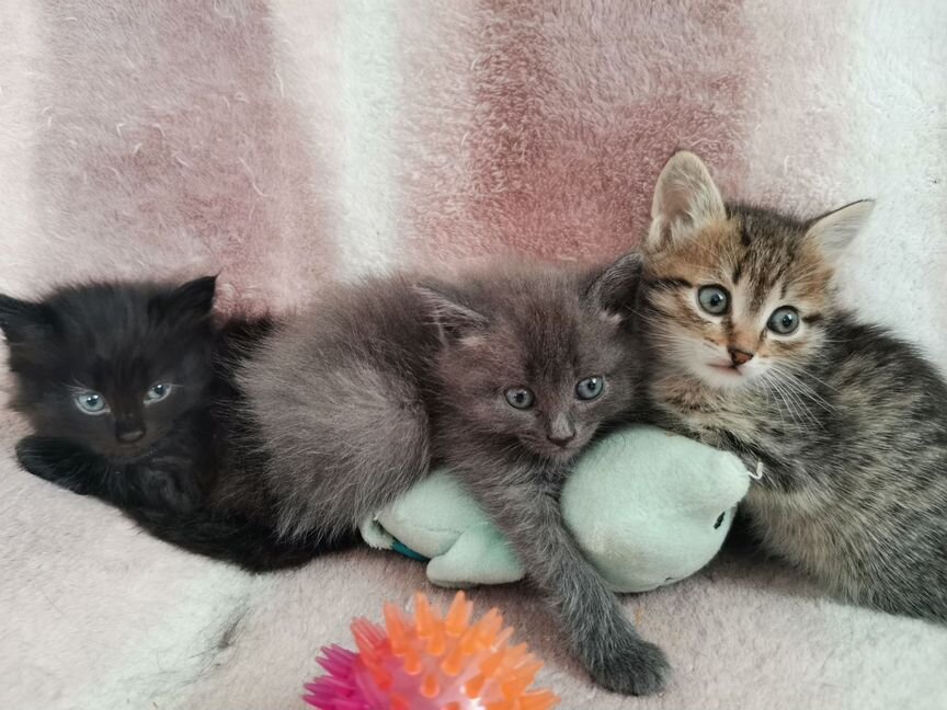 Котята в добрые руки