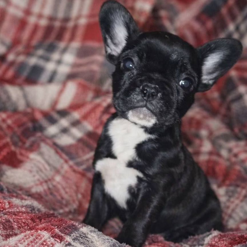 Французский бульдог, щенок