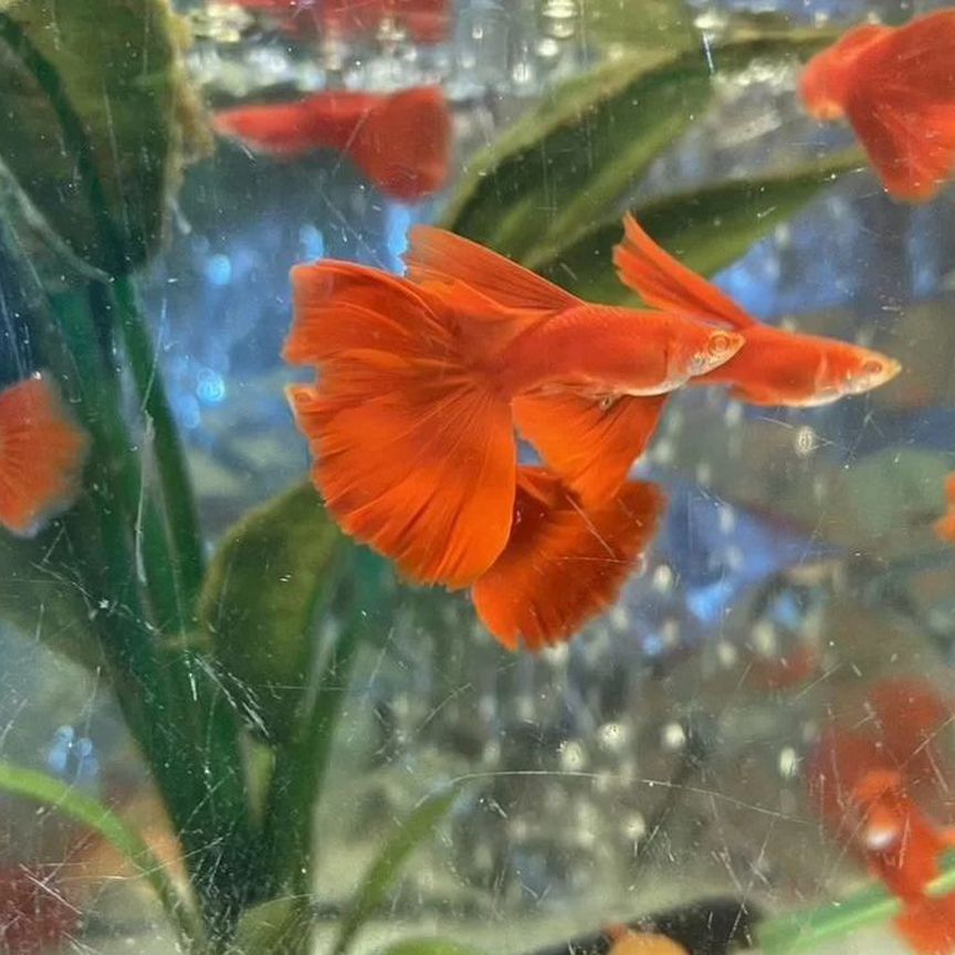 Гуппи красный блондин, чистая линия