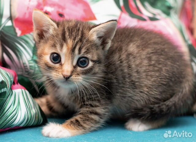 Крошка котенок Светик 1,5 месяца в добрые руки