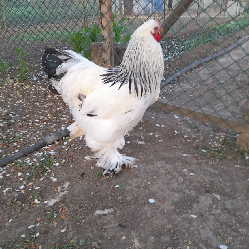 Цыплята суточные и яйцо инкубационное