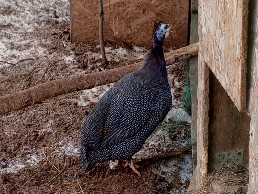 Продам цесарок