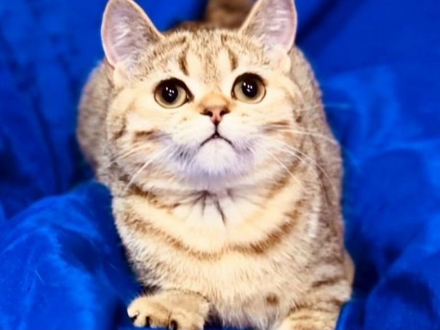 Британская золотая Флорида