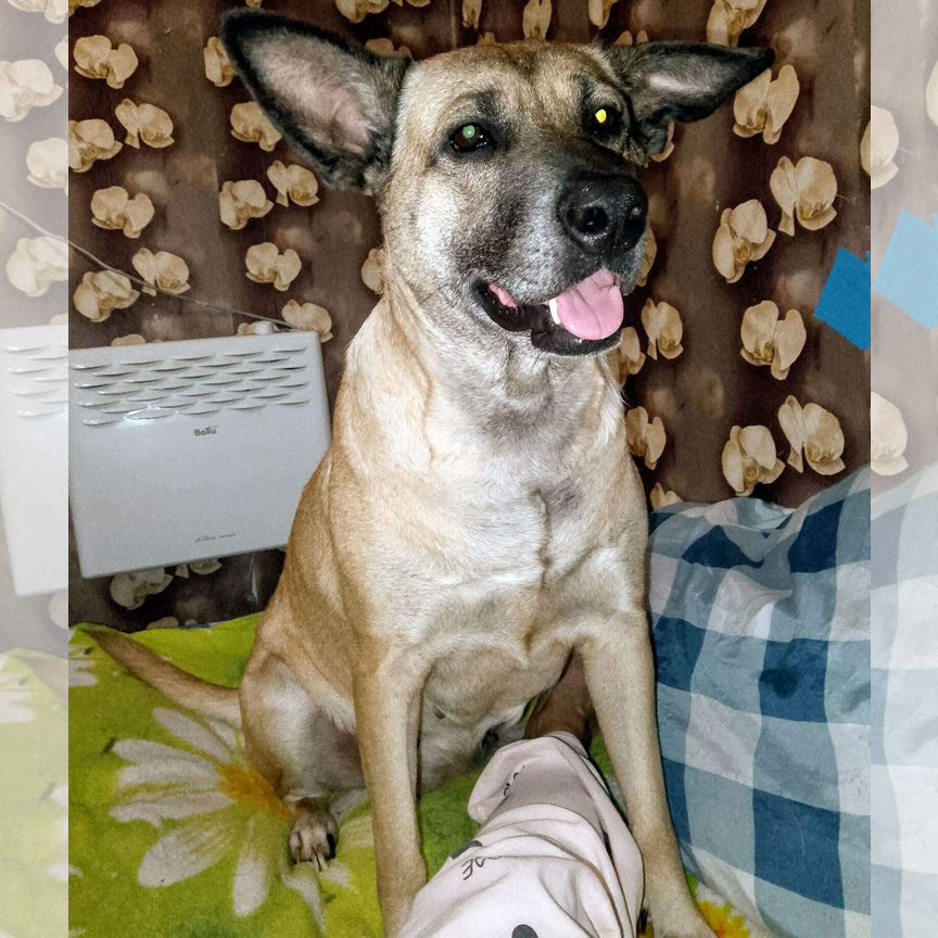 Взрослая собака в добрые руки