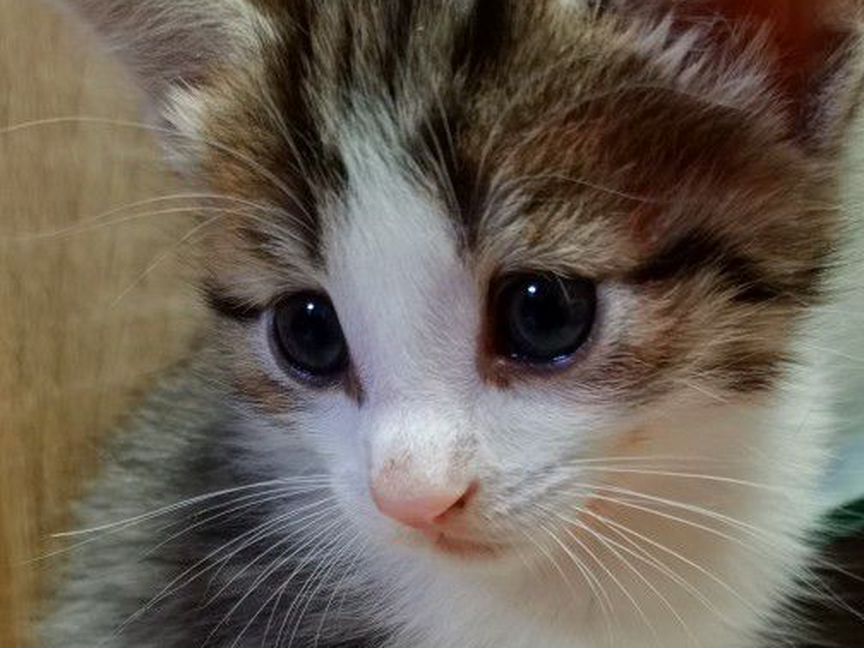 Котенок мальчик бесплатно