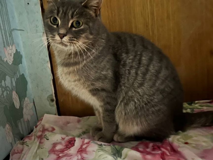 Кошка из приюта