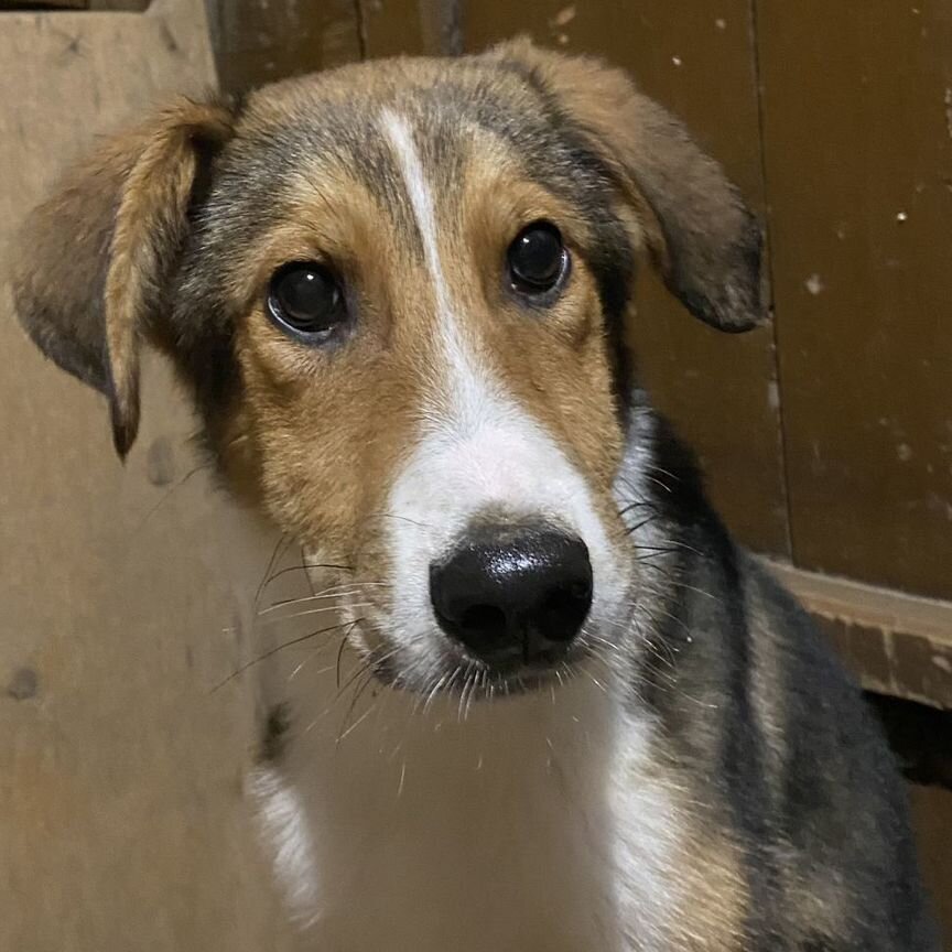 Щенок в добрые руки