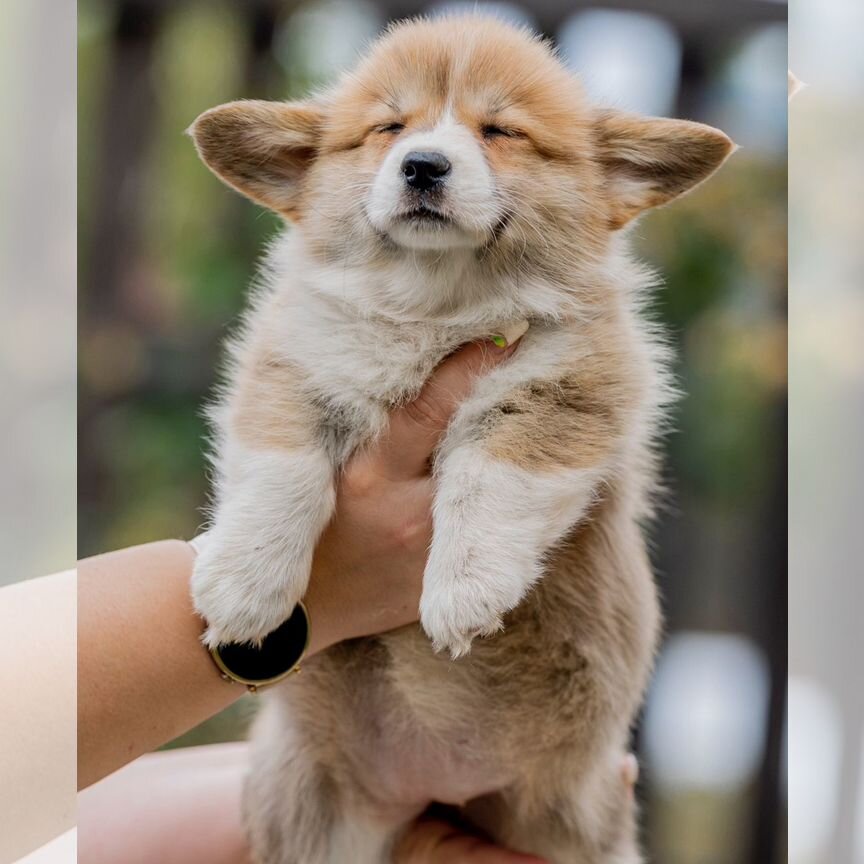 Вельш-корги пемброк с Хвостиками