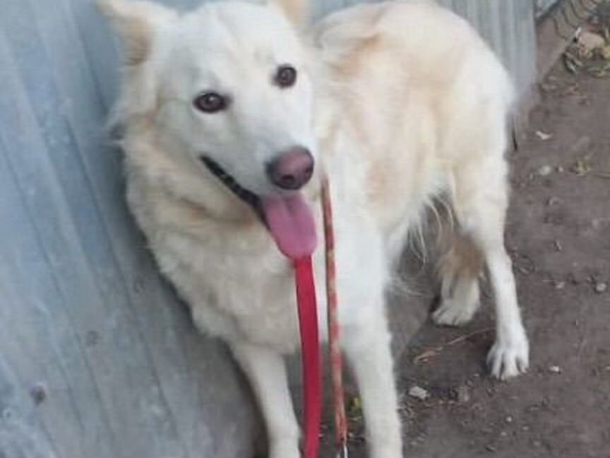 Белочке очень нужен дом