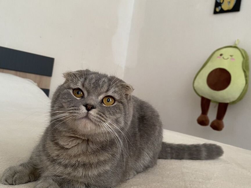 Кошки в добрые руки