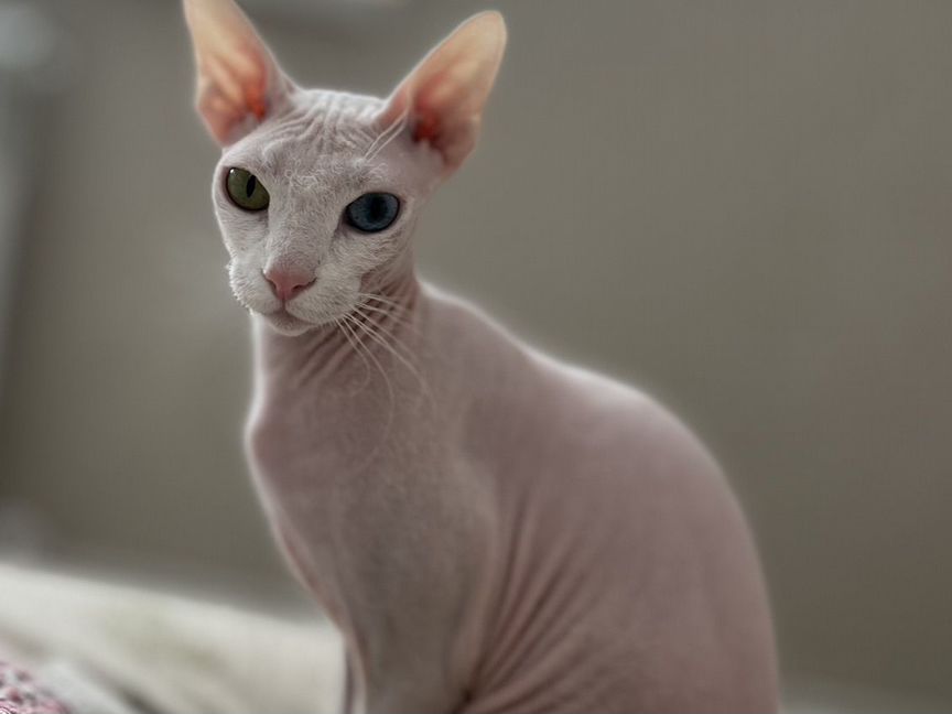 Сфинкс, девочка 2 года, стерелизована