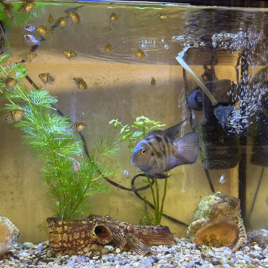 Аквариумная рыба попугай