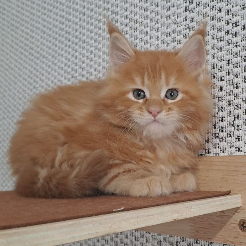 Мейн-кун котёнок