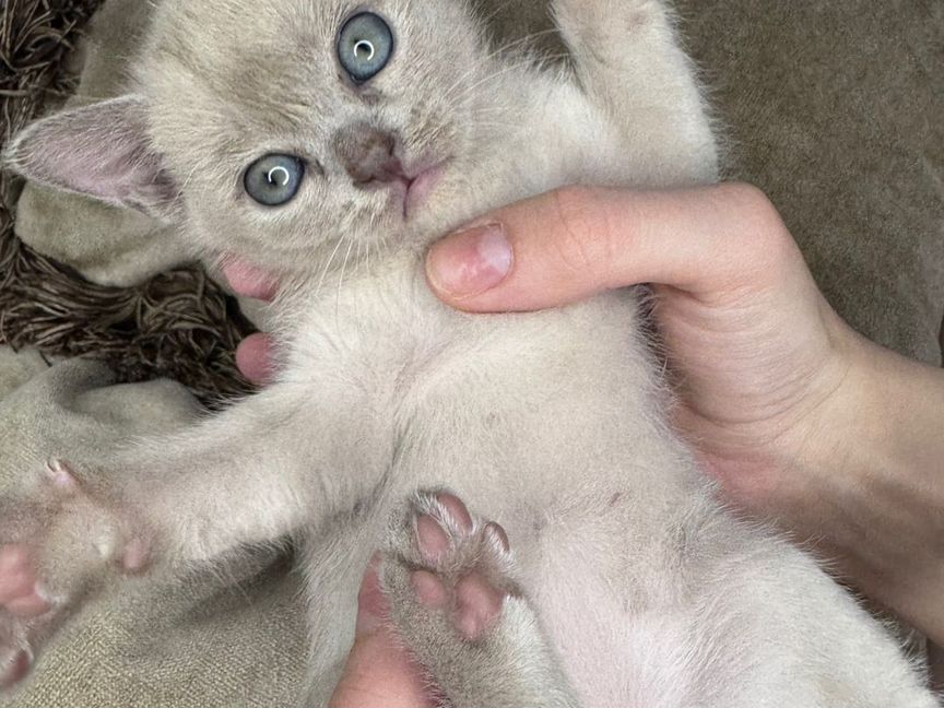 Кошки