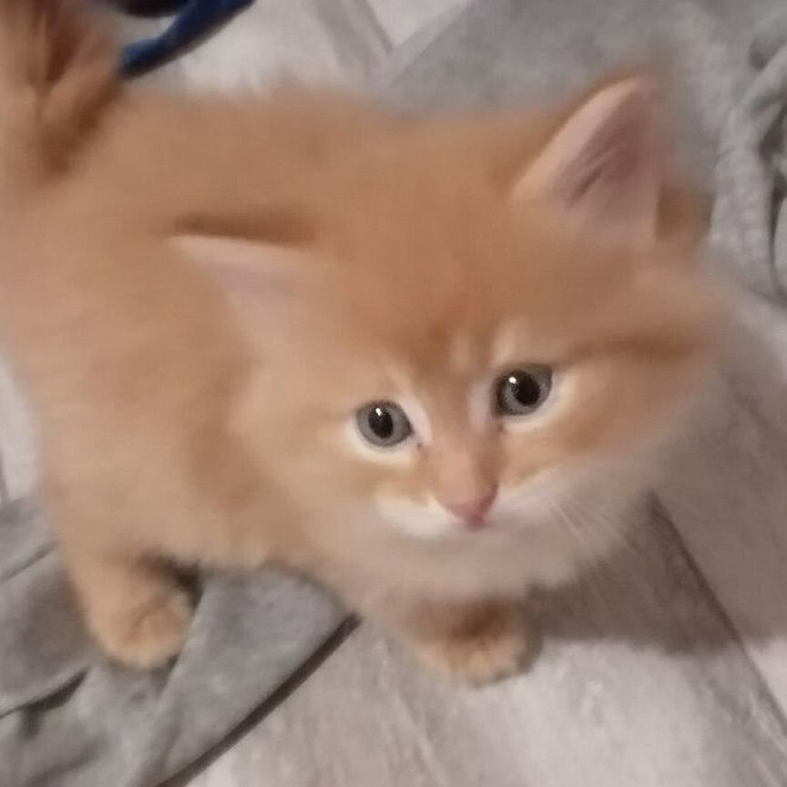 Котёнок в добрые руки