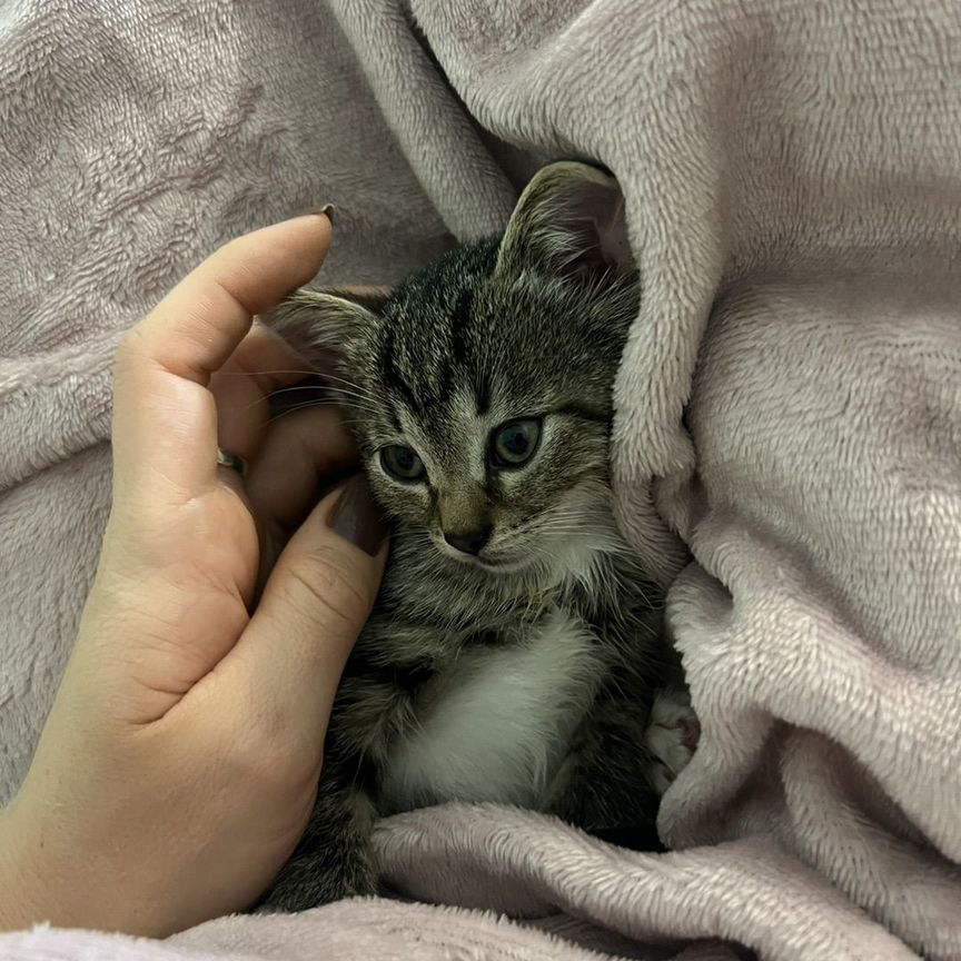 Котенок девочка похожа на шотландскую