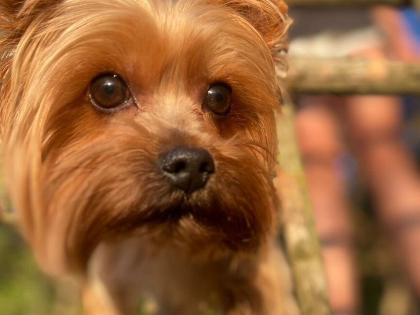 Йоркширский терьер вязка