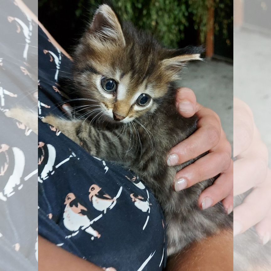 Котёнок в добрые руки