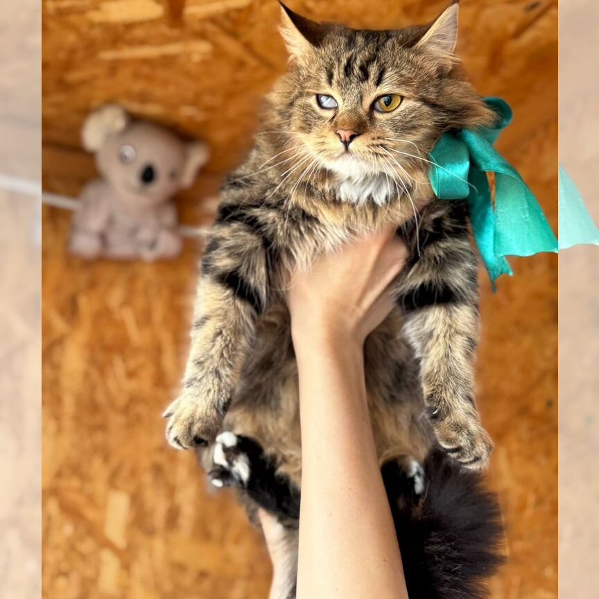 Взрослая, кошка в добрые руки