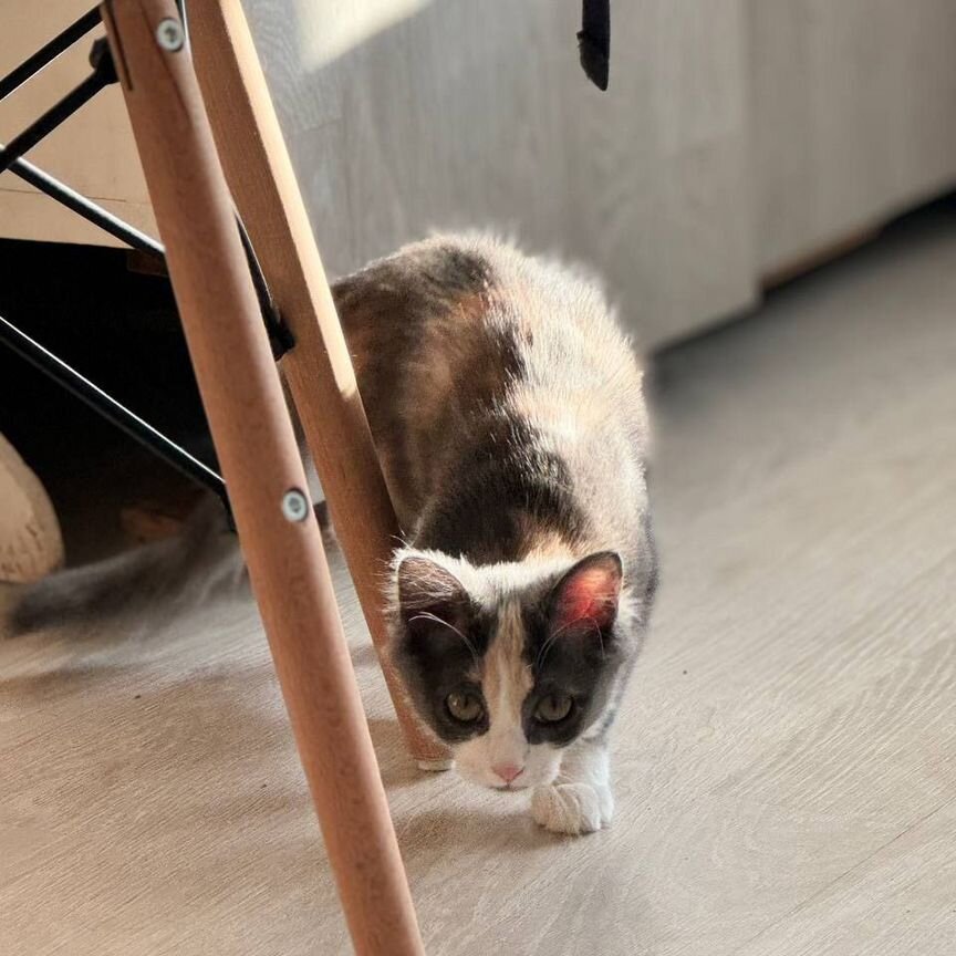 Кошечка в добрые руки