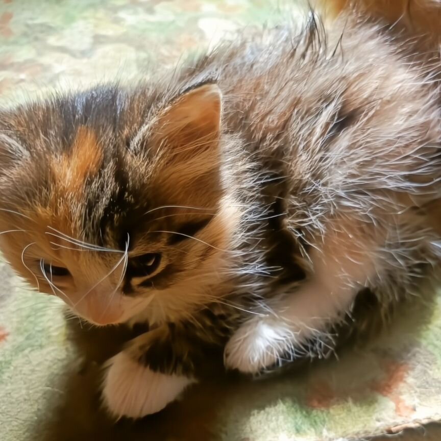 Котёнок в добрые руки