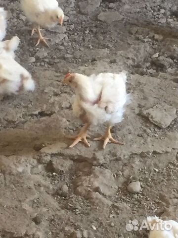 Цыплята бройлеры подрощенные
