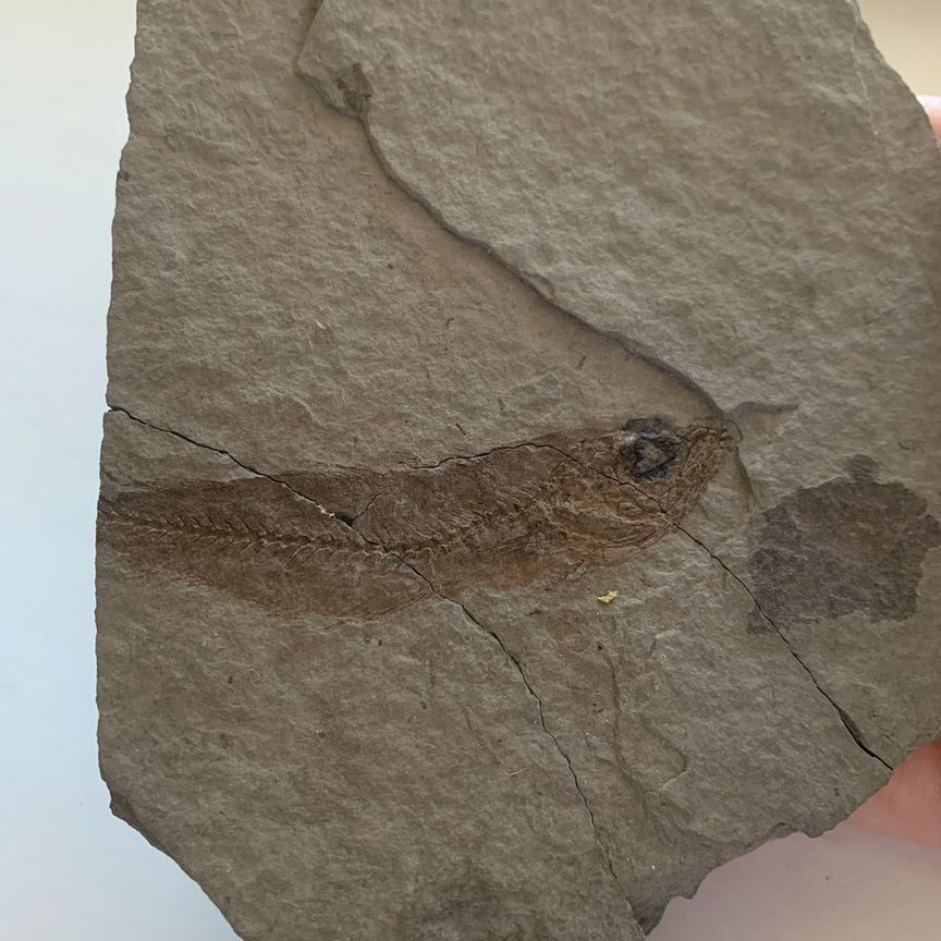 Акаменелости рыба