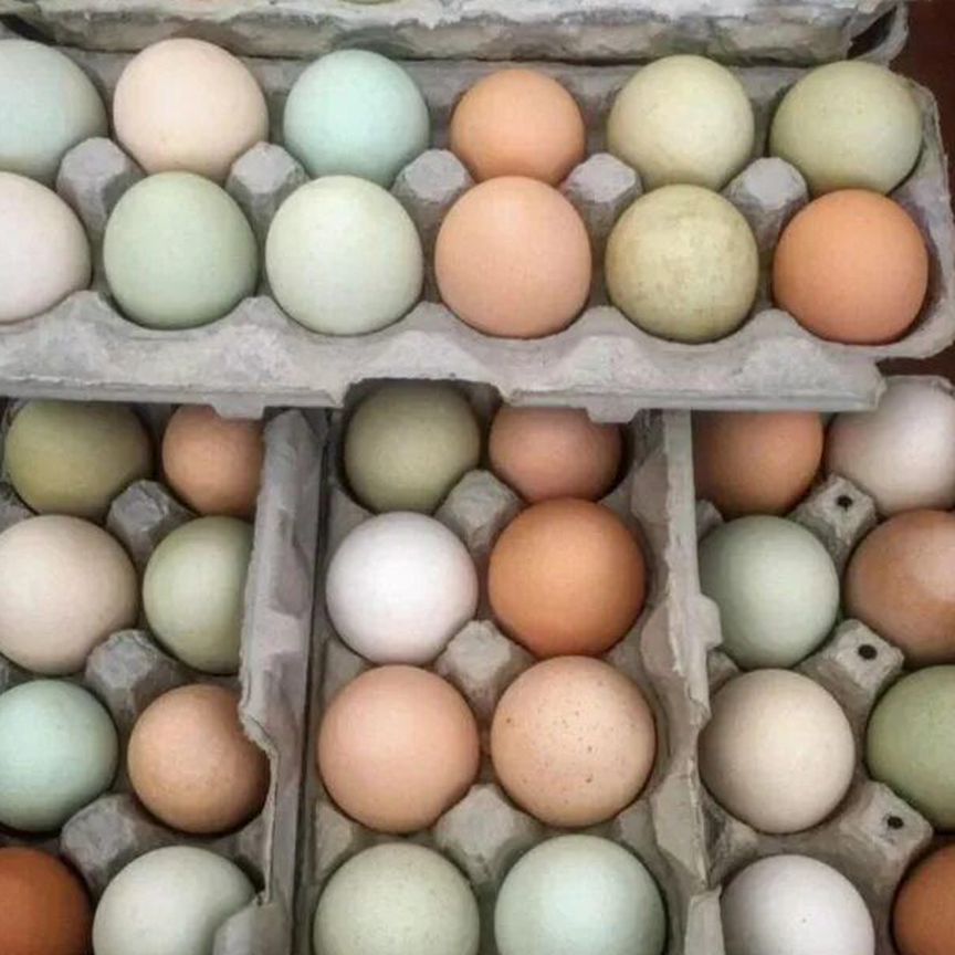 Яйцо домашнее