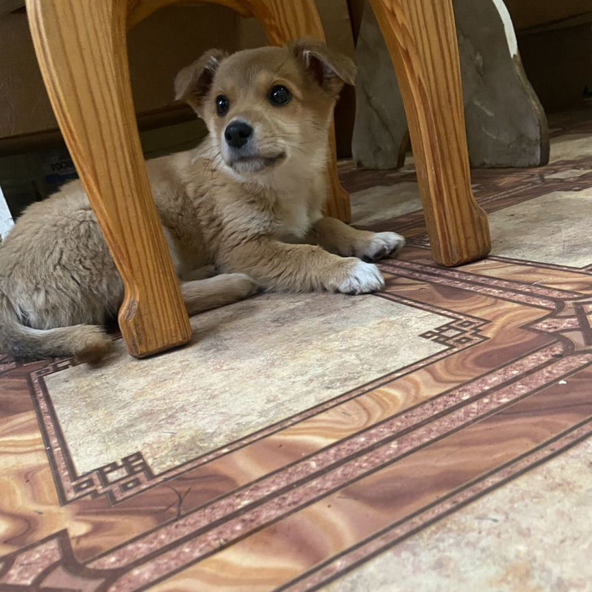 Щенок в добрые руки