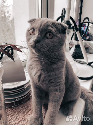 Шотландский кот вязка